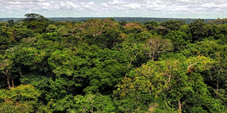 Faune et flore – Congo Tourisme